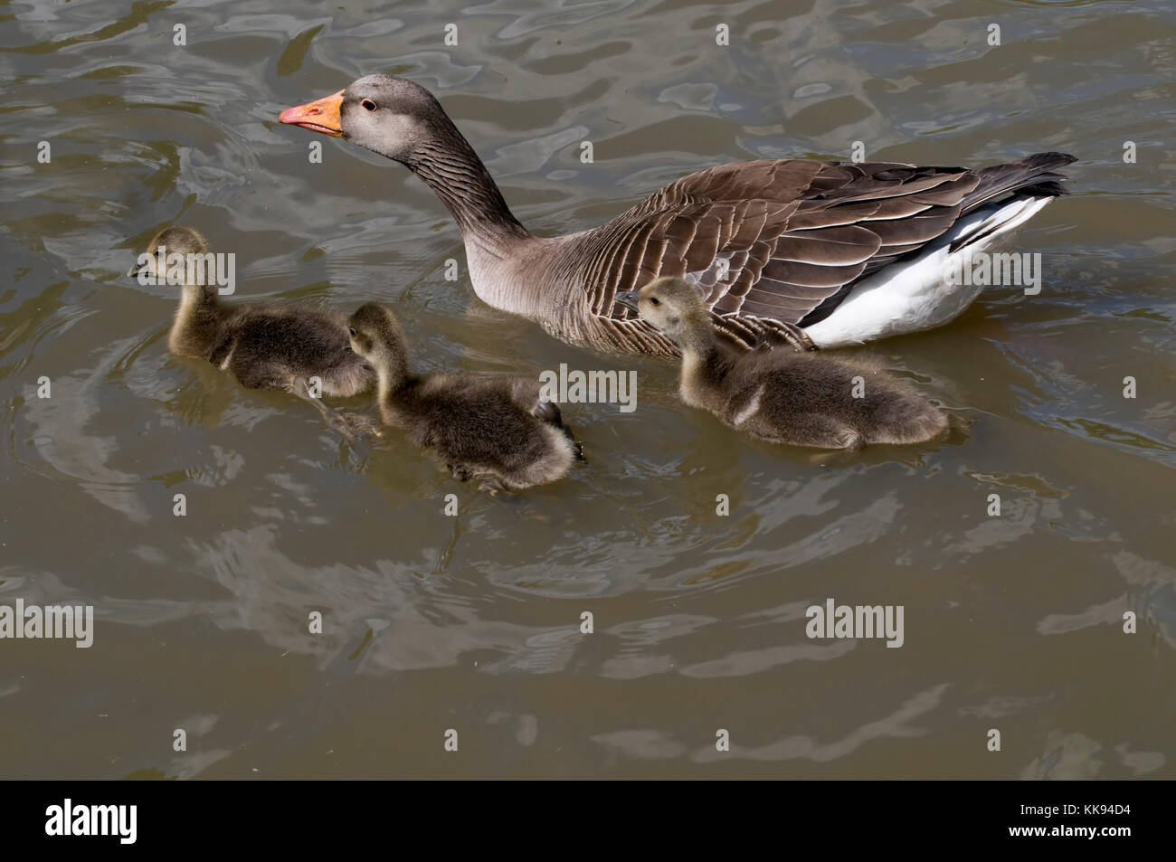 Western Greylag Goose & Chicks Stock Photo - Alamy