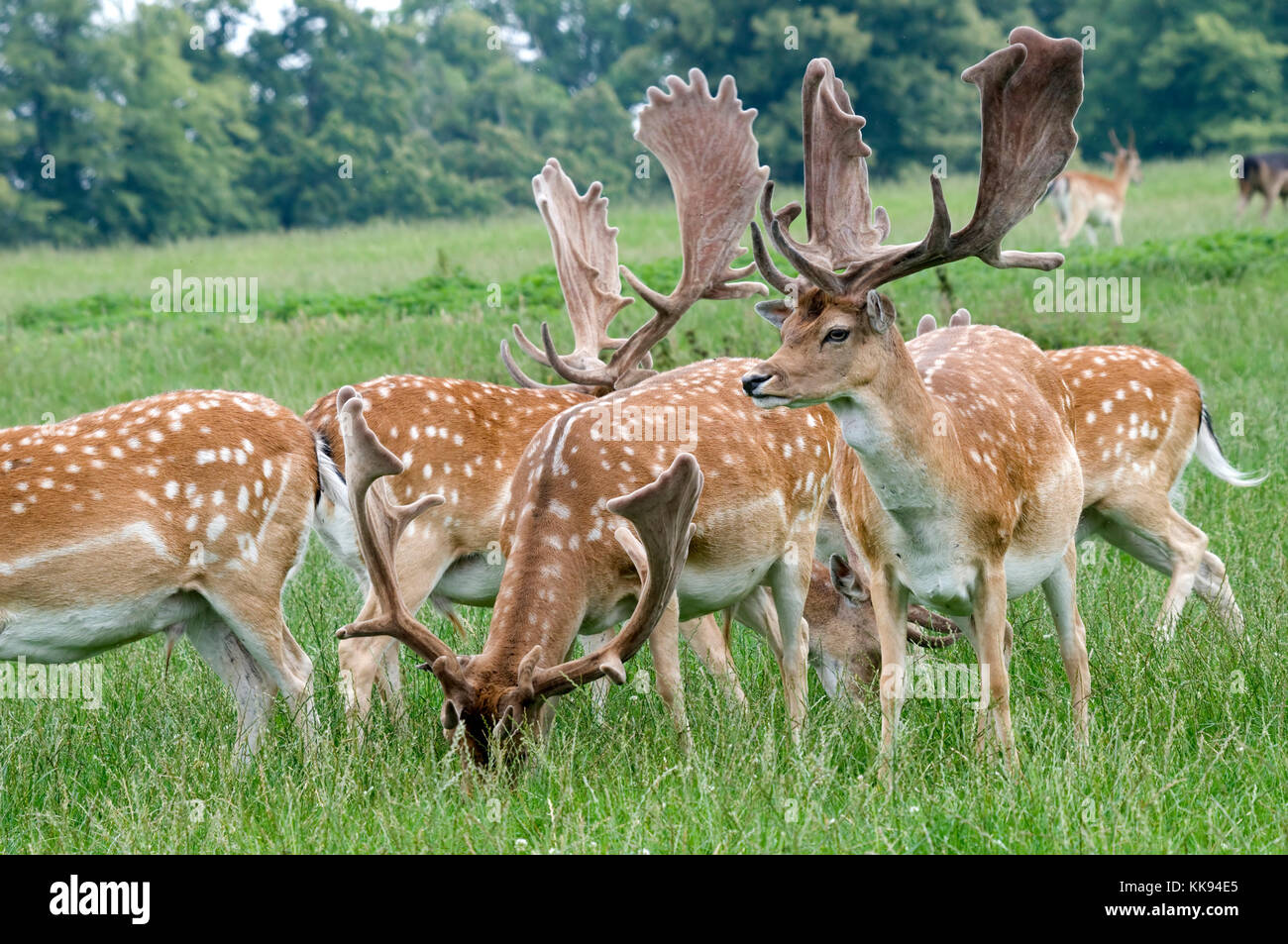 Herd Of Fallow Deer Bucks Stock Photo - Alamy