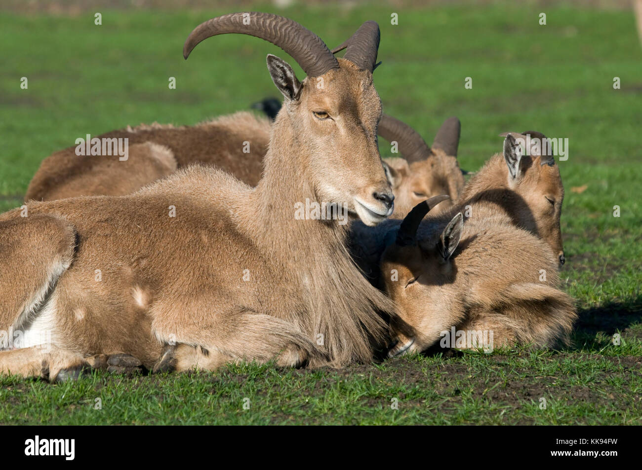 Species Of Caprid Goat Antelope High Resolution Stock Photography and ...