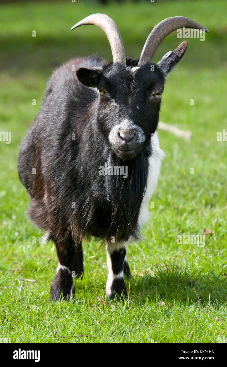 Pygmy goat hooves hi-res stock photography and images - Alamy