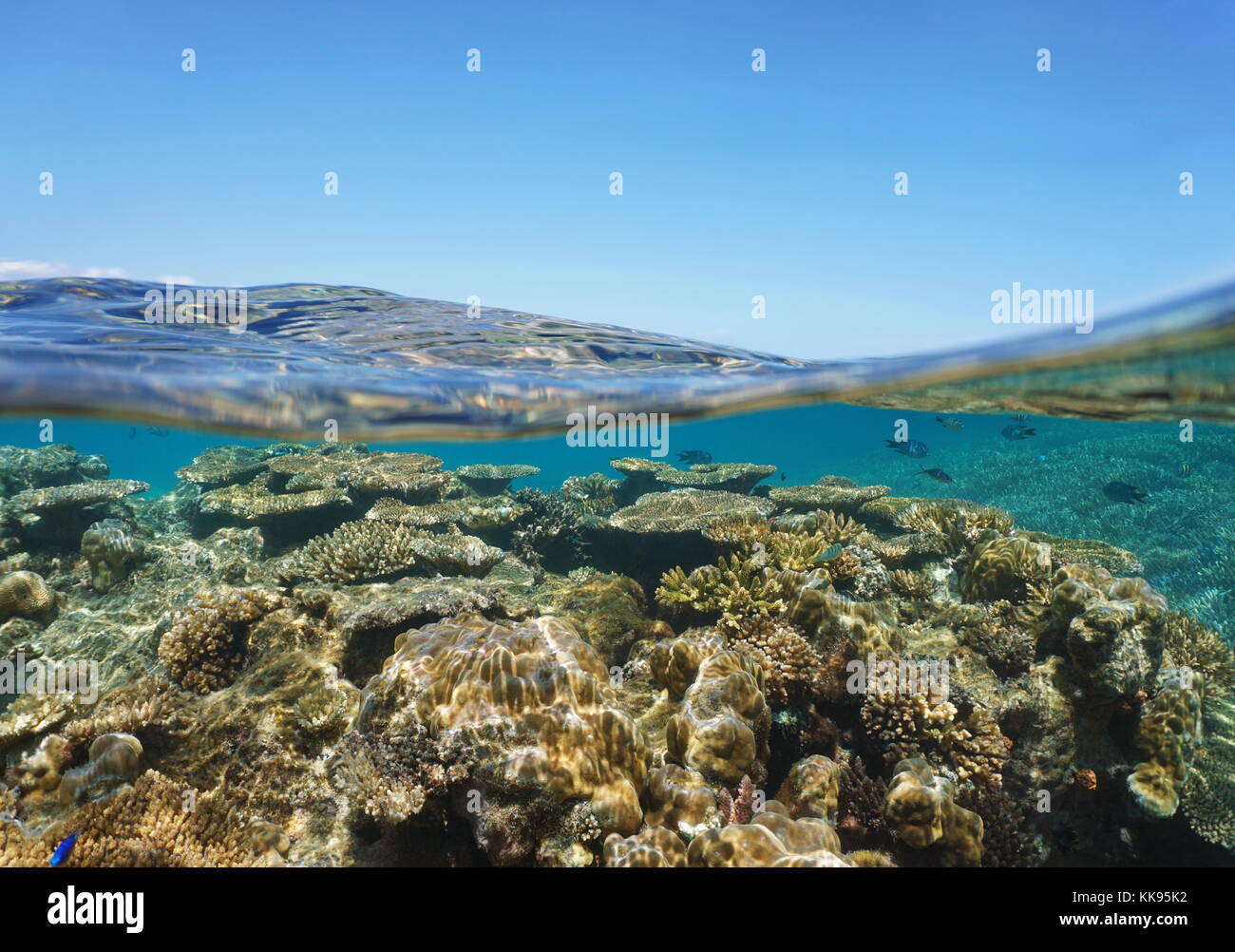 Above and below sea surface, stony coral reef underwater and blue sky ...