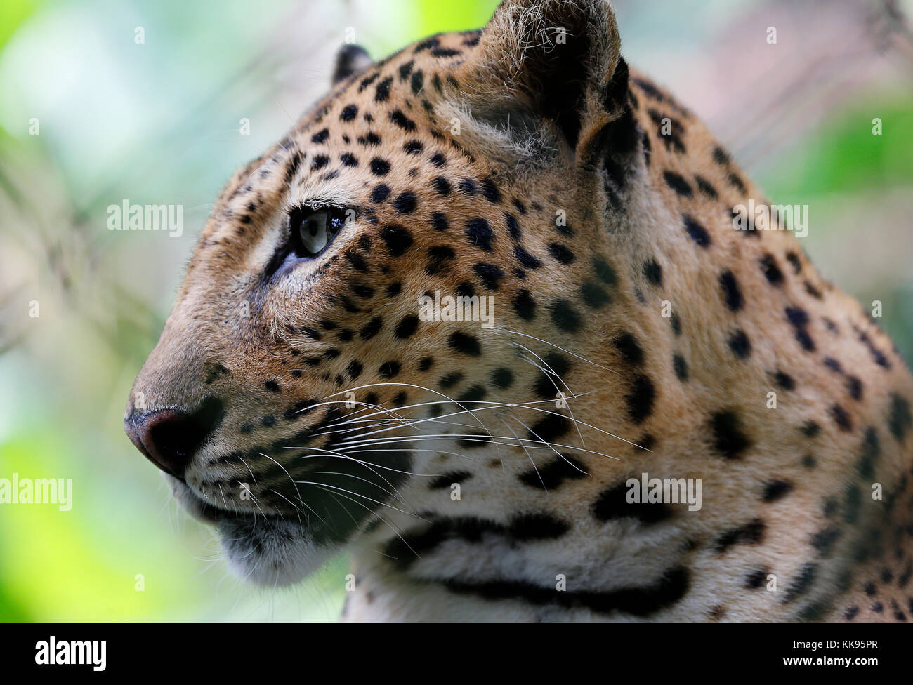 Close-up of Leopard sitting at the wood bench at park in Kuala Lumpur ...