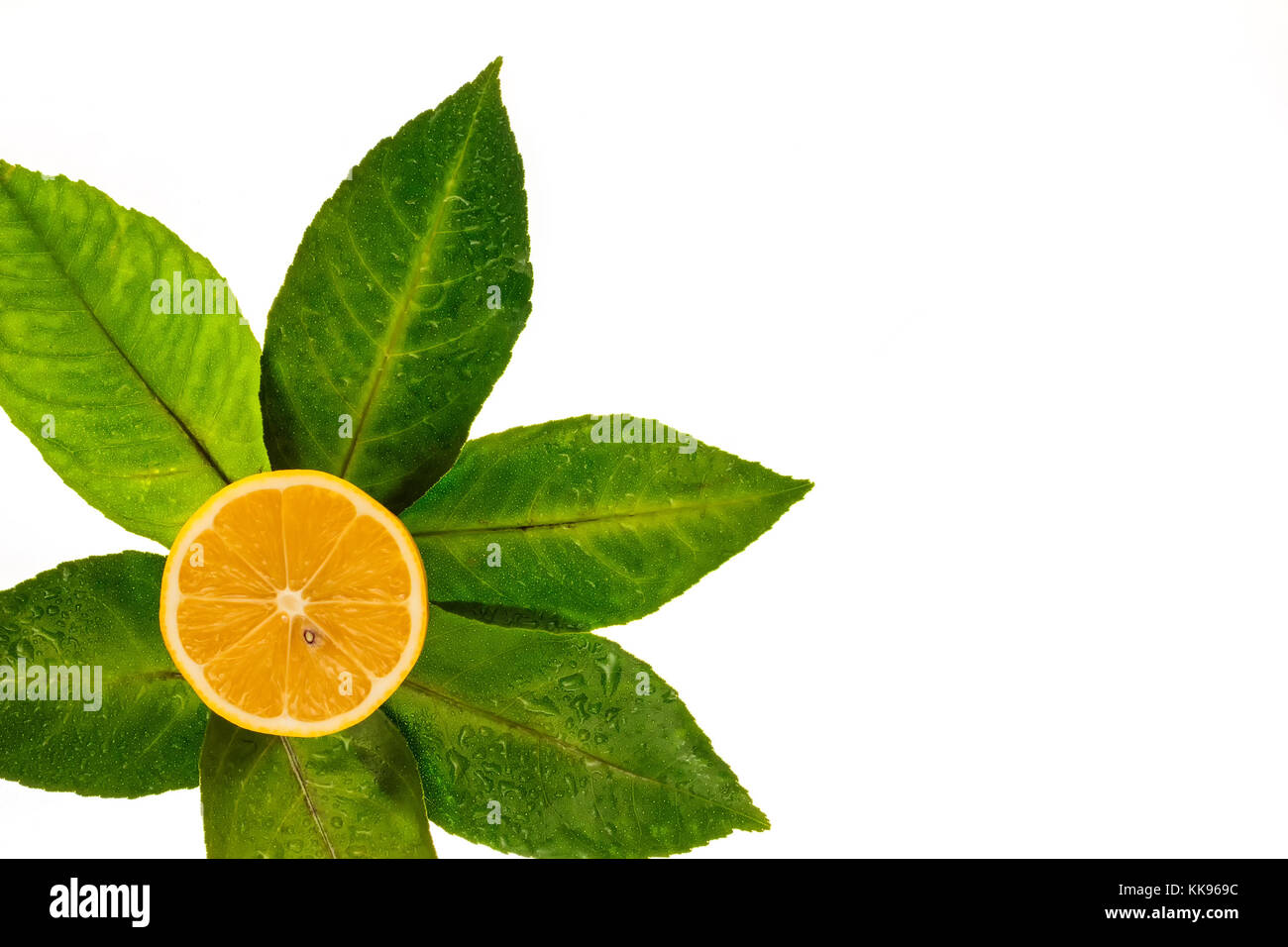 The lemon in the cut. on the leaves of the lemon tree Stock Photo - Alamy