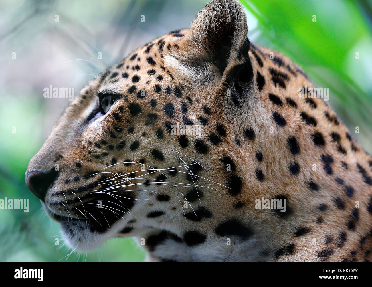 Close-up of Leopard sitting at the wood bench at park in Kuala Lumpur ...