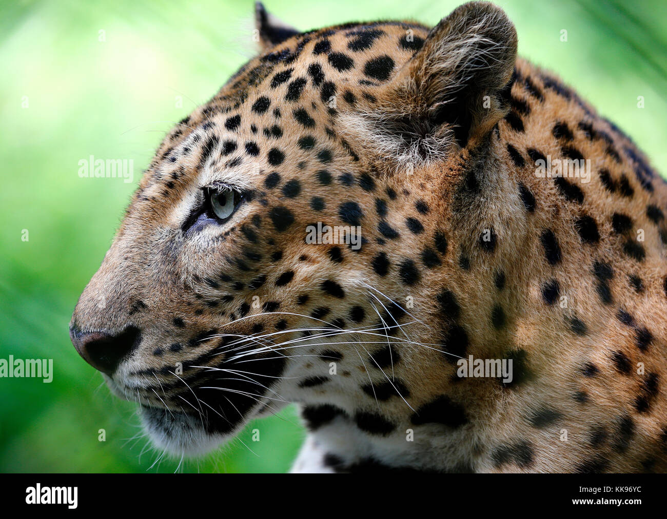 Close-up of Leopard sitting at the wood bench at park in Kuala Lumpur ...