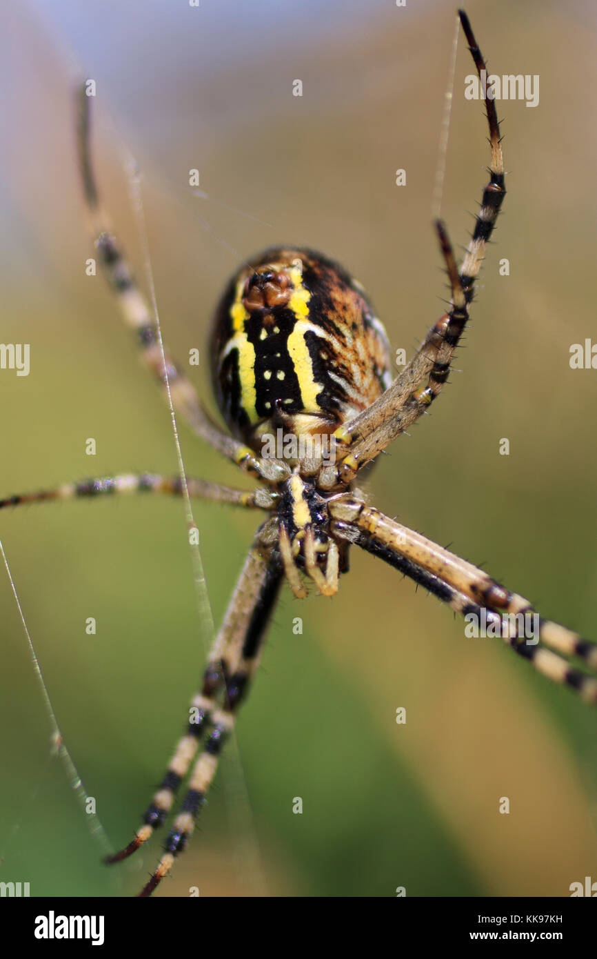 Spider back pattern hi-res stock photography and images - Alamy