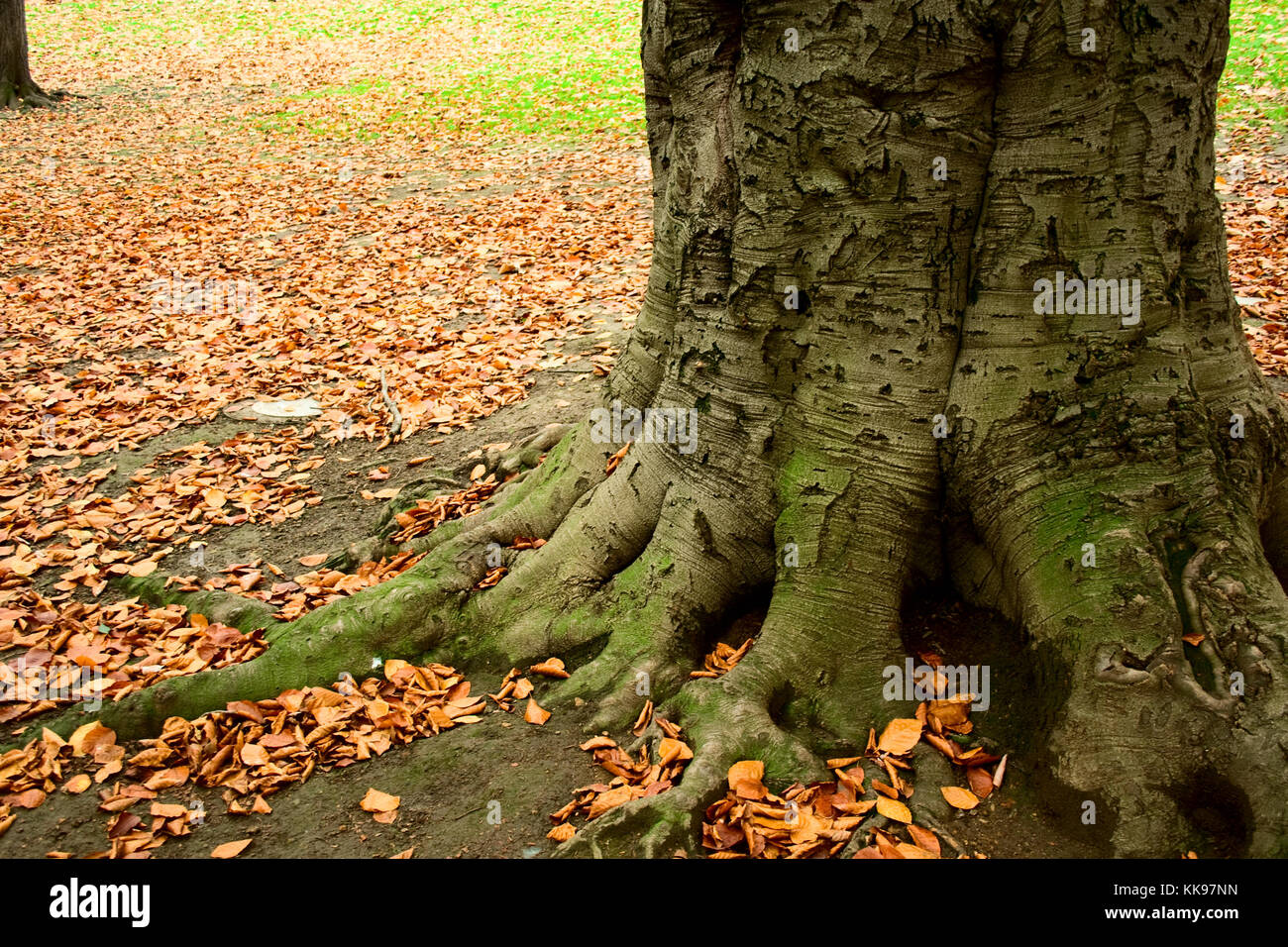 Fallen leaves around tree trunk hi-res stock photography and images - Alamy