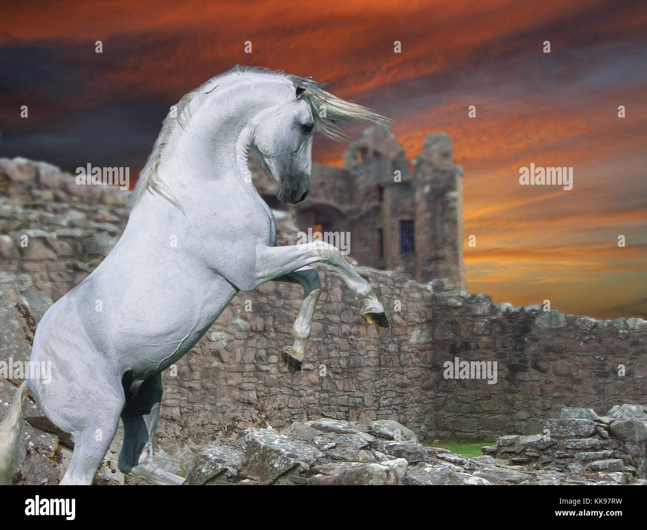 White Horse Rearing In The Sunset Horsephotography