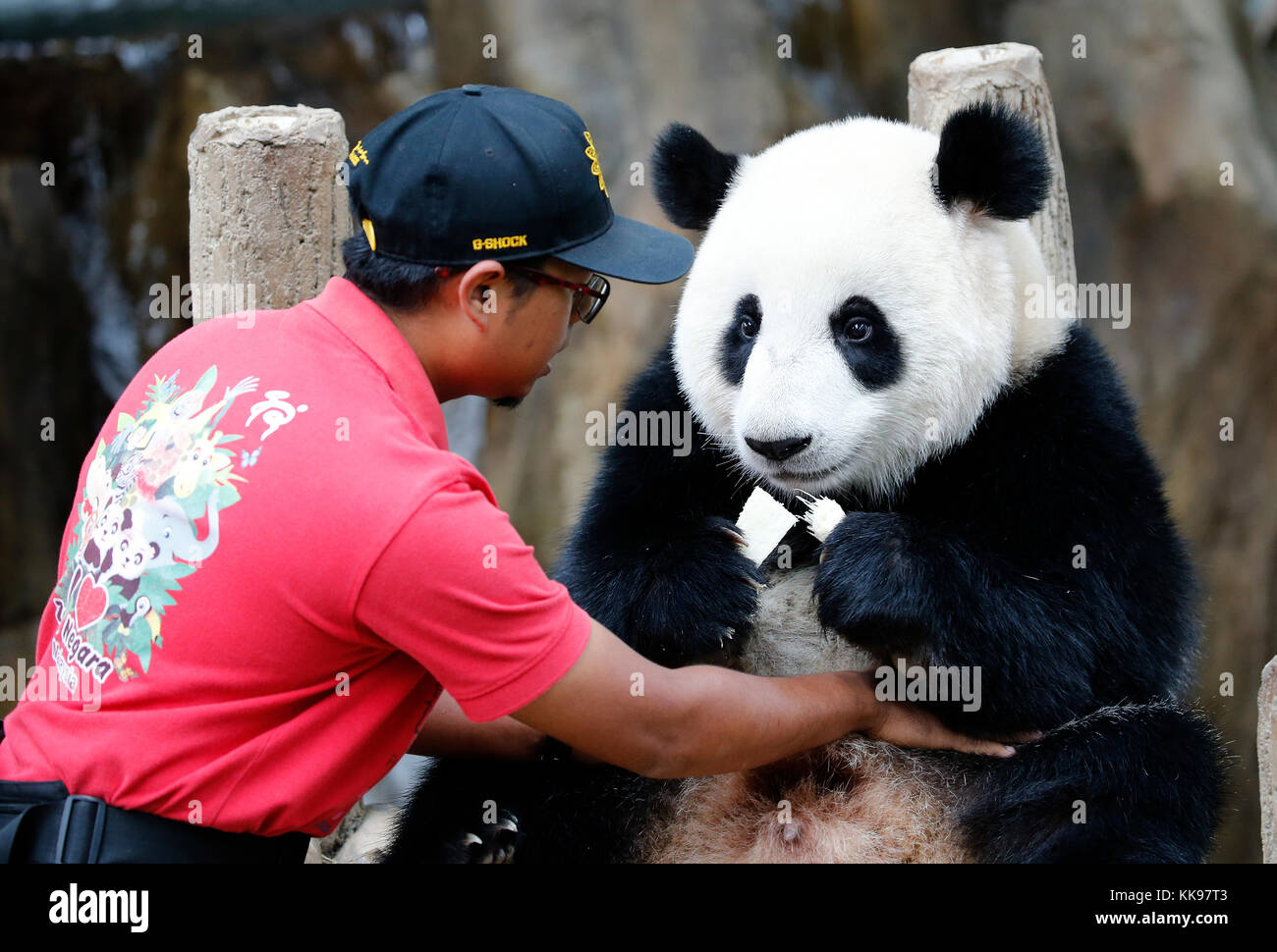 Nuan Nuan (means warmth), the first Malaysian-born Panda cub is feeds ...