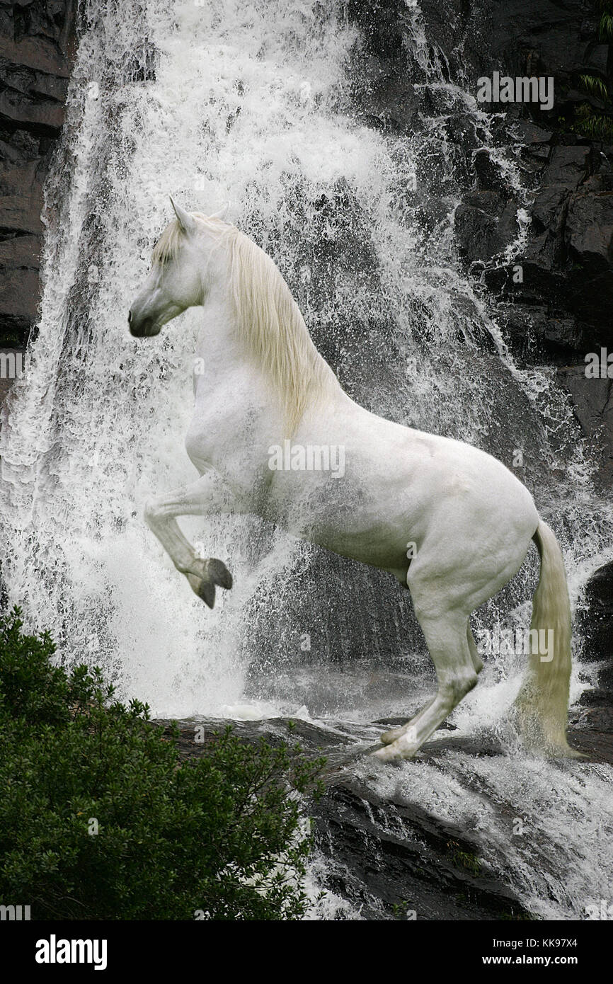 Horse waterfall hi-res stock photography and images - Alamy