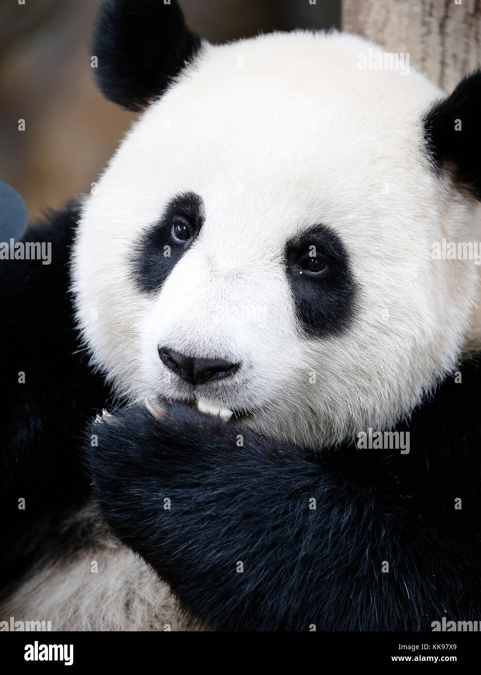 Nuan Nuan (means warmth), the first Malaysian-born Panda cub is sitting ...