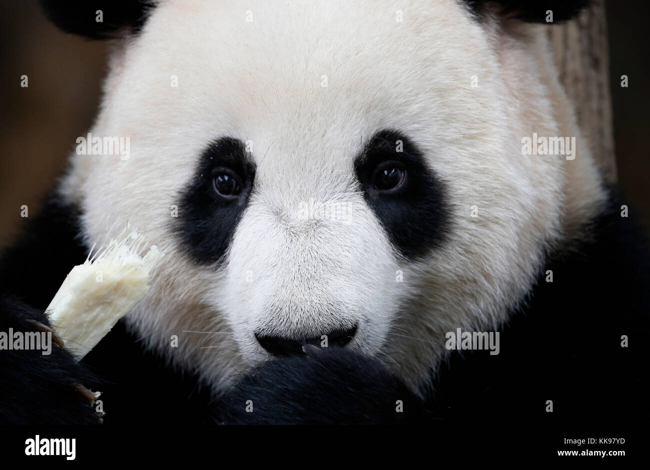 Close-up of Nuan Nuan (means warmth), the first Malaysian-born Panda ...