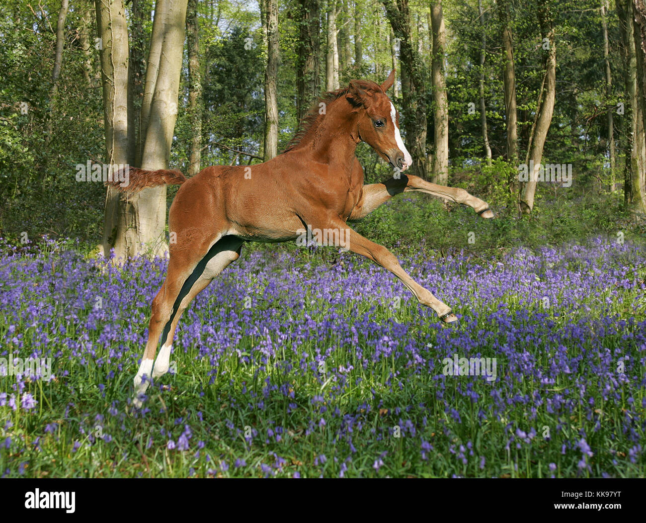 Prancing Horses Stock Photos & Prancing Horses Stock Images - Alamy