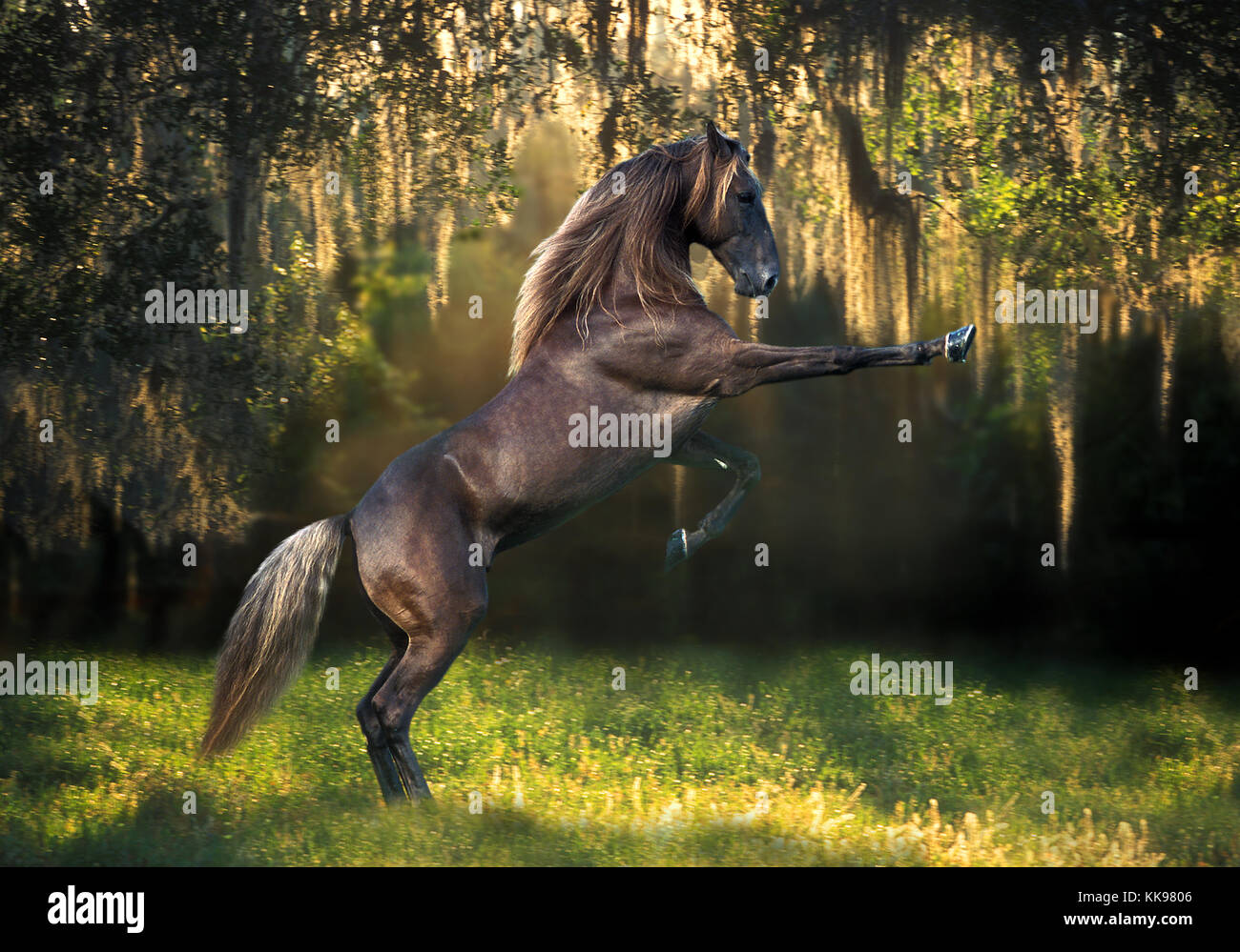 Rearing Horses High Resolution Stock Photography and Images - Alamy