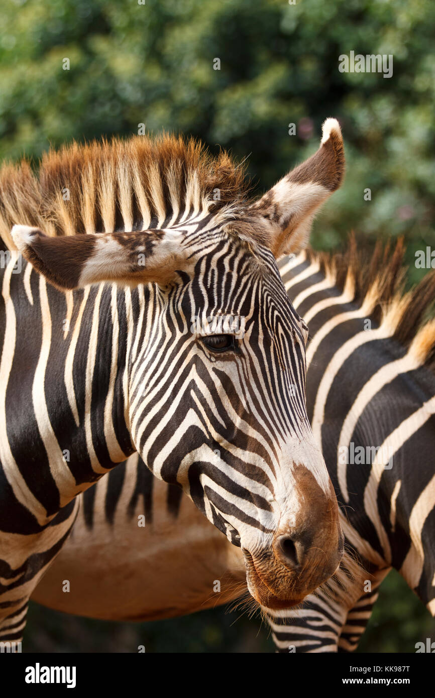 Detail of the head of a wild zebra Stock Photo - Alamy