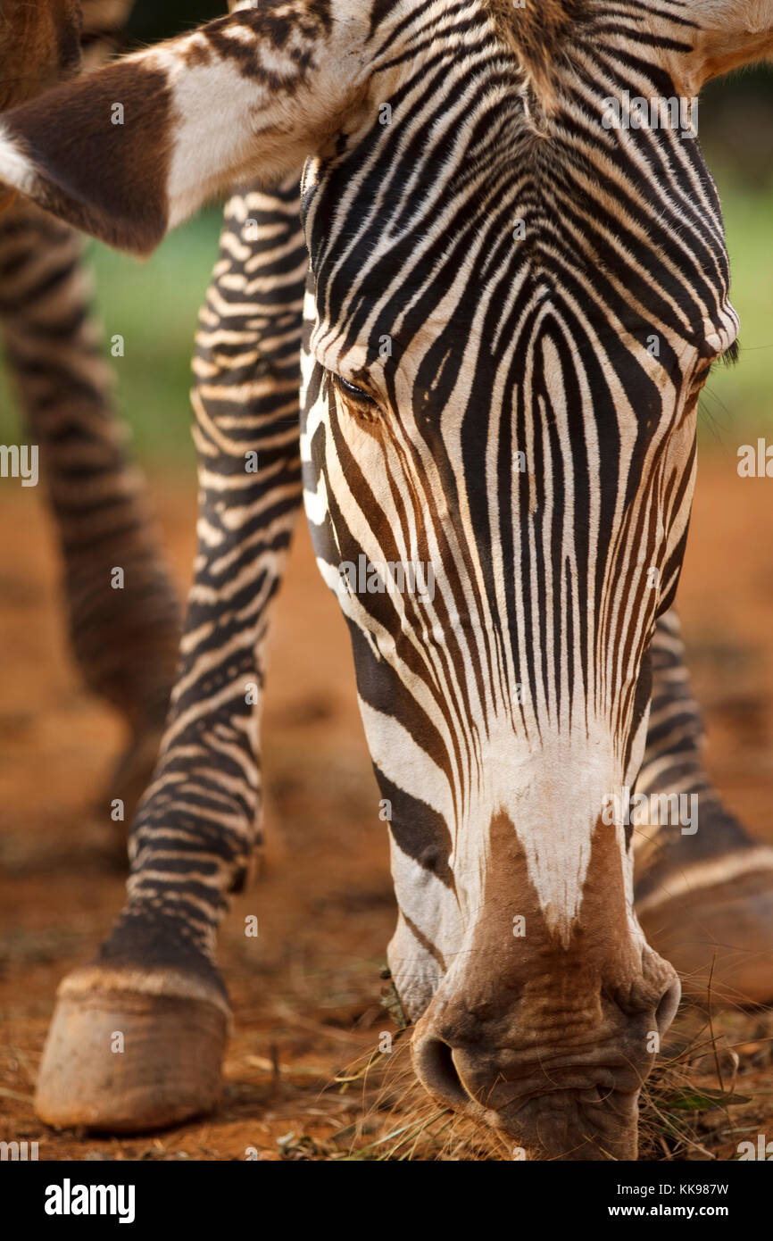 Detail of the head of a wild zebra Stock Photo - Alamy