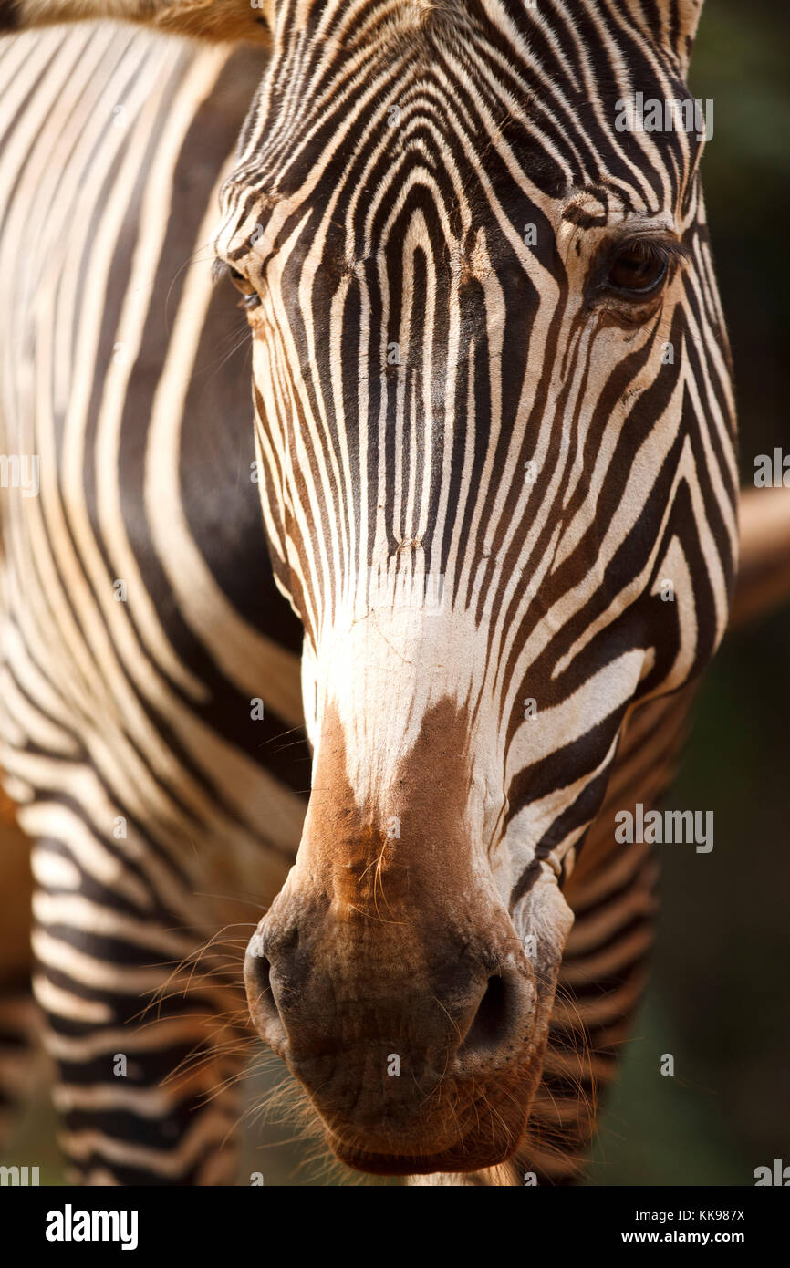 Detail of the head of a wild zebra Stock Photo - Alamy