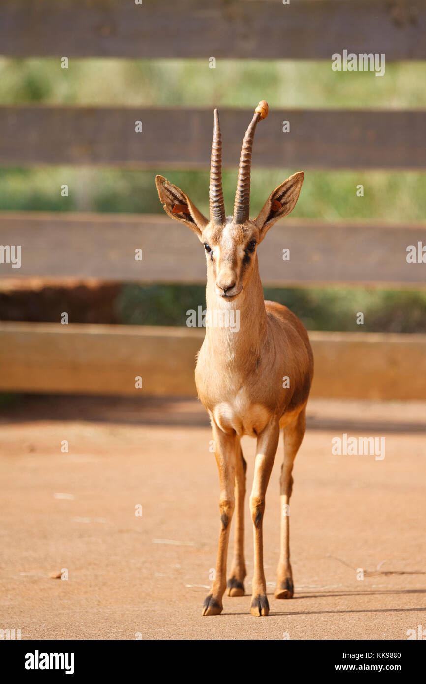 Gazelle leg hi-res stock photography and images - Alamy