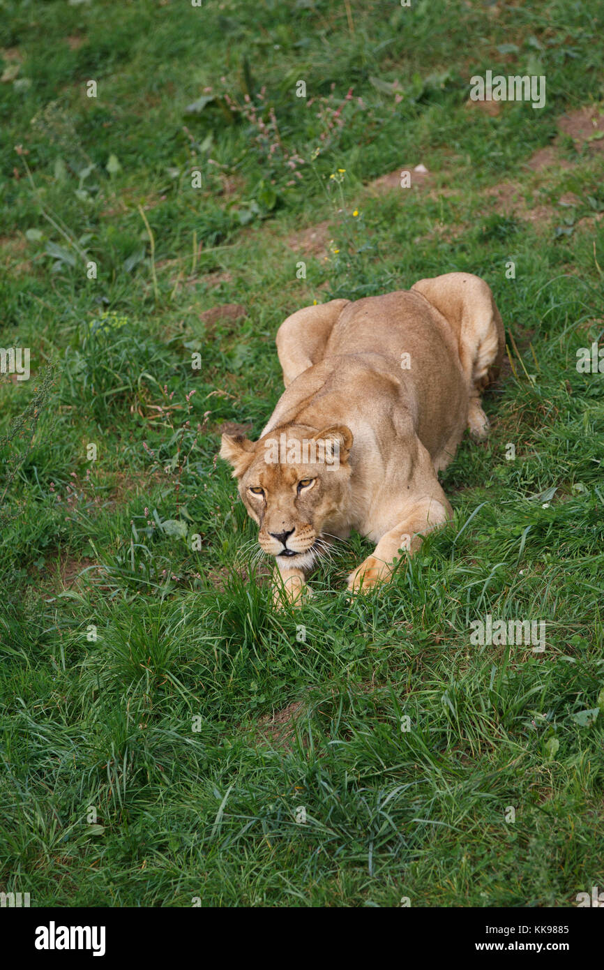 Monkey attack hi-res stock photography and images - Alamy