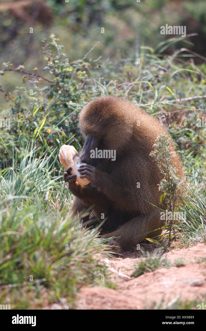 Baboon attack hi-res stock photography and images - Alamy