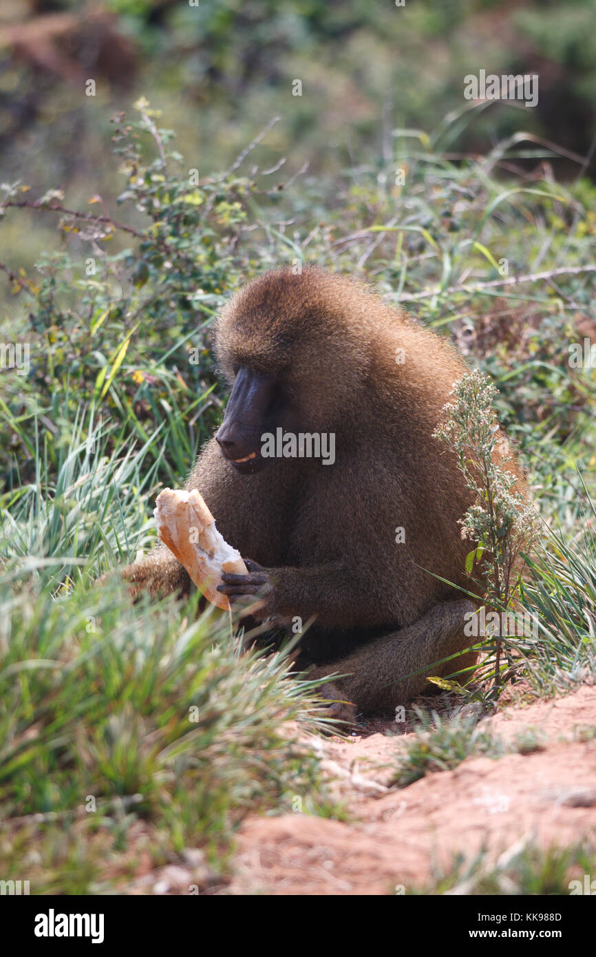 Monkey Eating Bread High Resolution Stock Photography and Images - Alamy