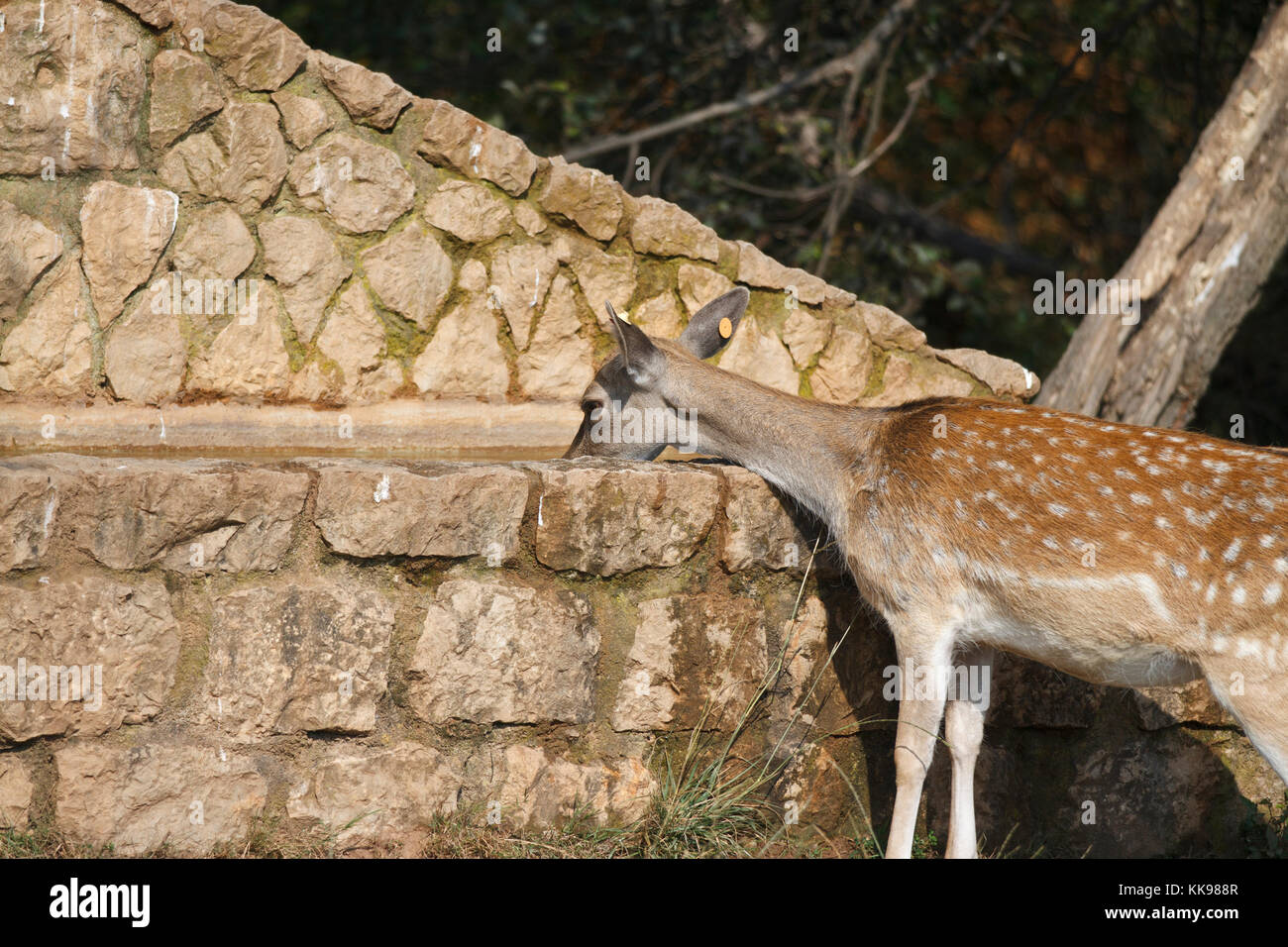 Fallow deer drinking water Stock Photo - Alamy
