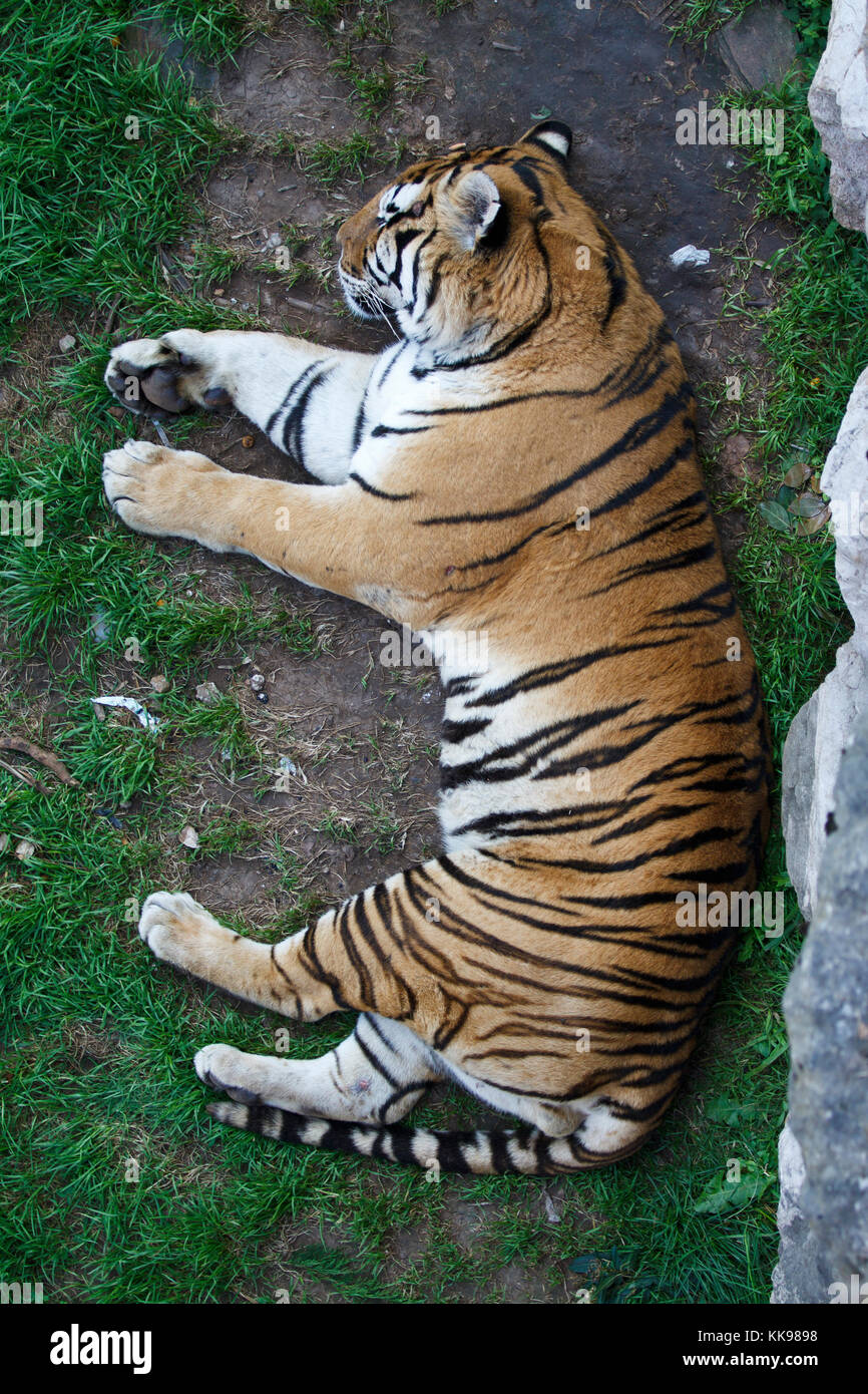 Tiger reserve meadow hi-res stock photography and images - Alamy