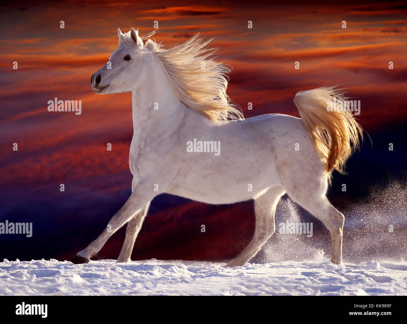 Horse with flowing mane hi-res stock photography and images - Alamy