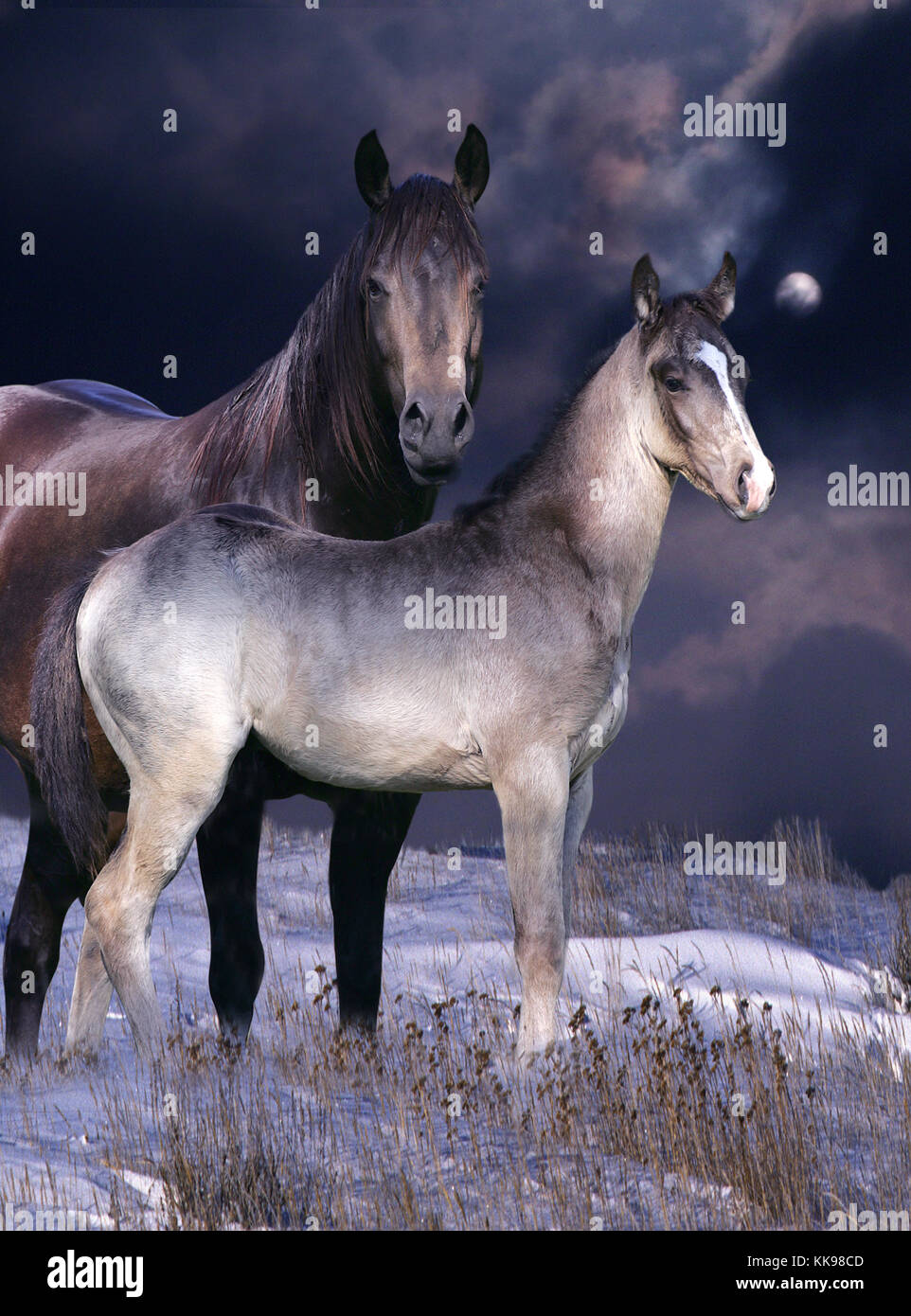 Fantasy mare hi-res stock photography and images - Alamy