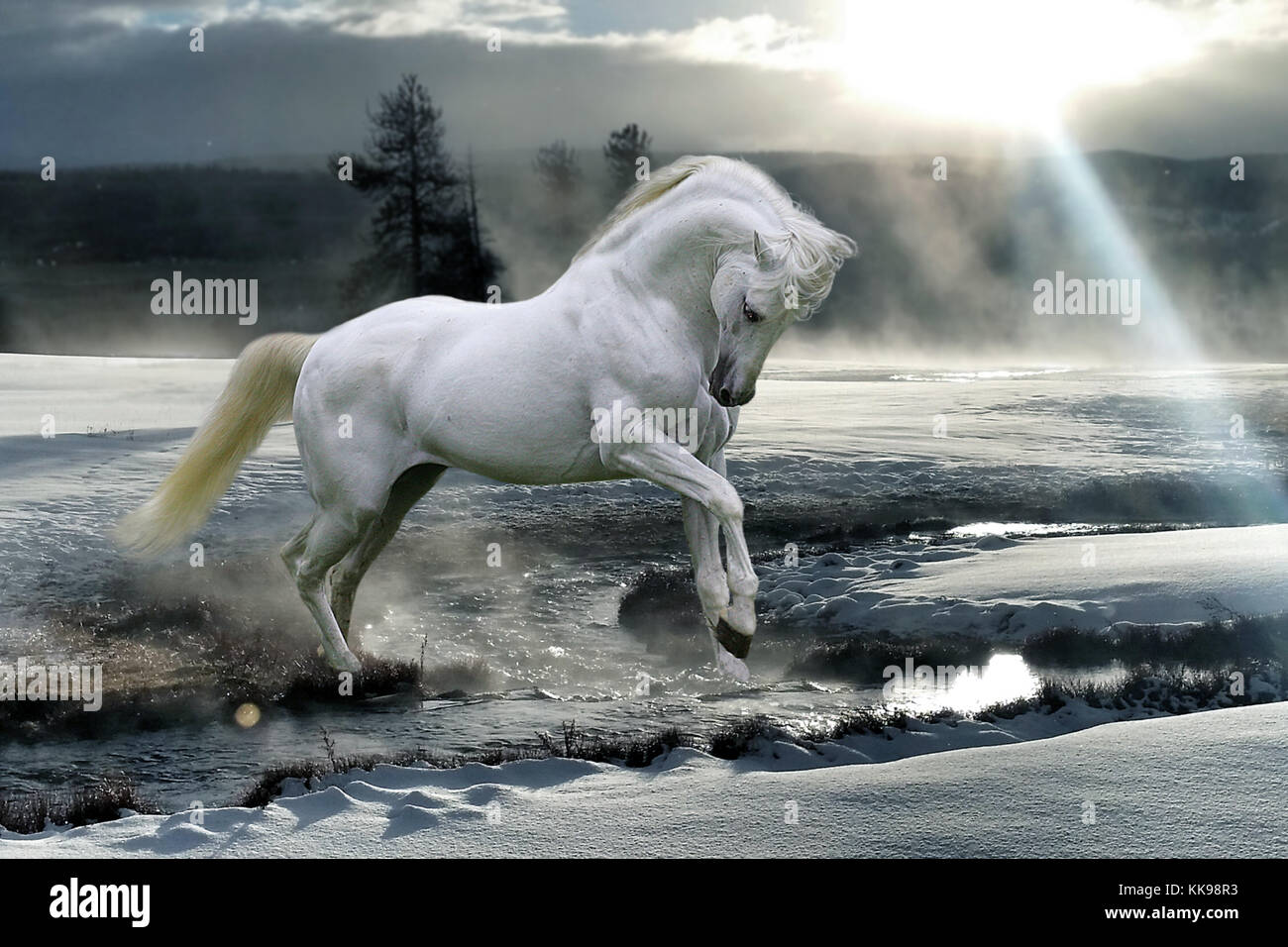 Prancing Horses High Resolution Stock Photography and Images - Alamy