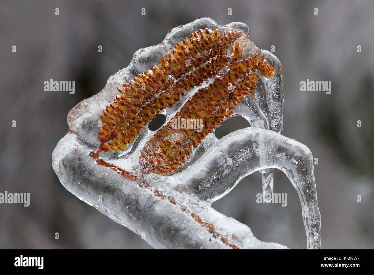 Frozen forest after the ice rain Stock Photo - Alamy