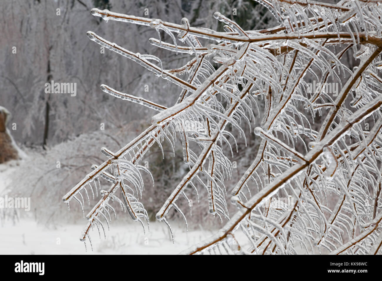 Frozen forest after the ice rain Stock Photo - Alamy