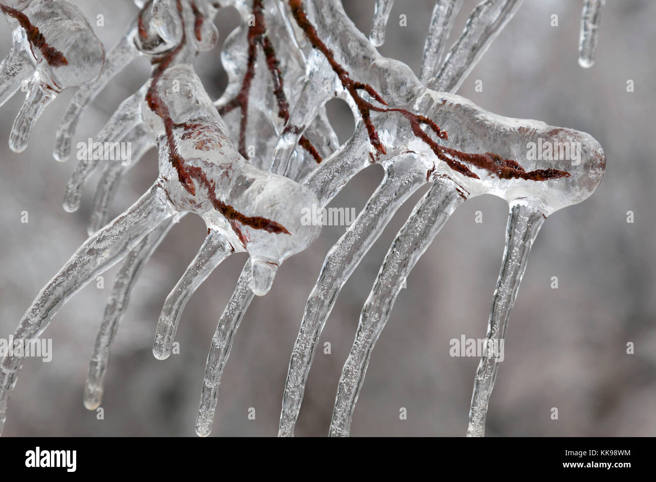 Frozen forest after the ice rain Stock Photo - Alamy