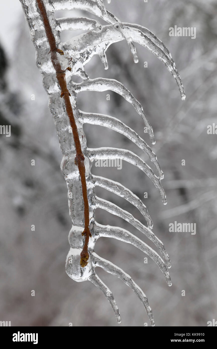 Frozen forest after the ice rain Stock Photo - Alamy