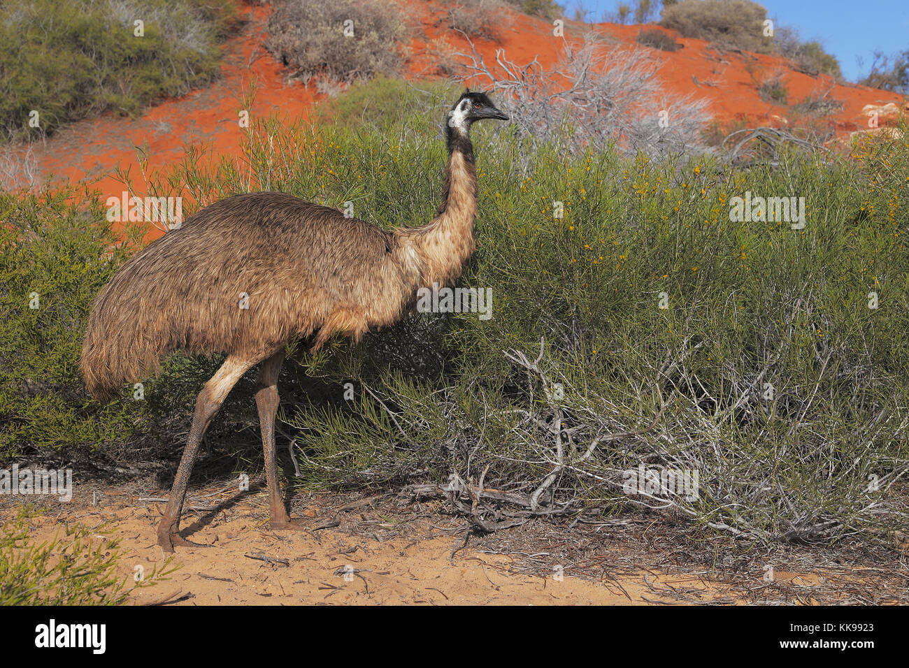 Emu drinking hi-res stock photography and images - Alamy