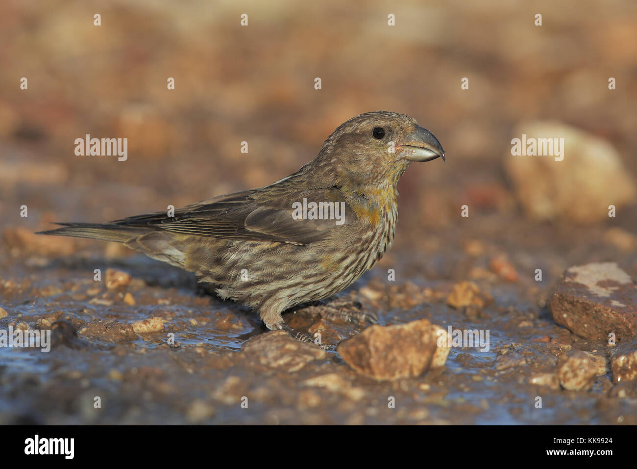 Crossbill High Resolution Stock Photography and Images - Alamy