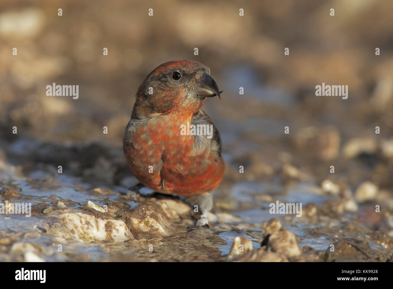 Crossbill species hi-res stock photography and images - Alamy