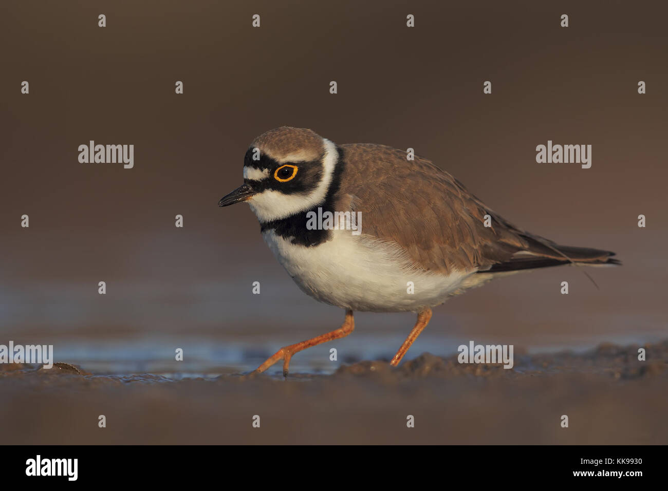 Little ringed plover Stock Photo - Alamy