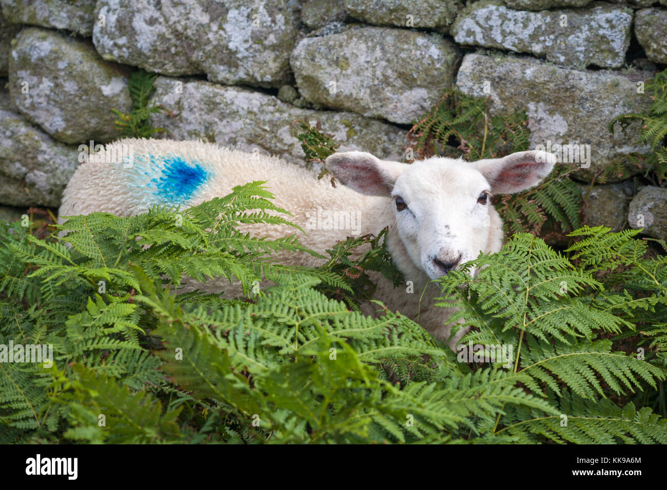 Marking spray on sheep hi-res stock photography and images - Alamy