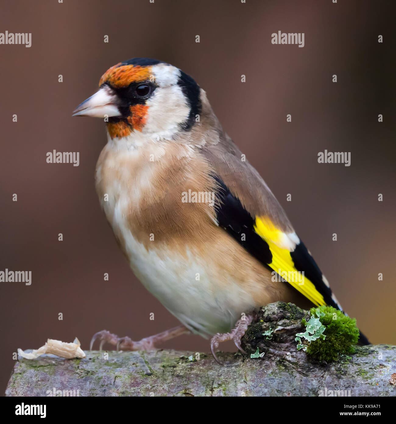 Wild goldfinch bird portrait close up native to Europe also known as ...