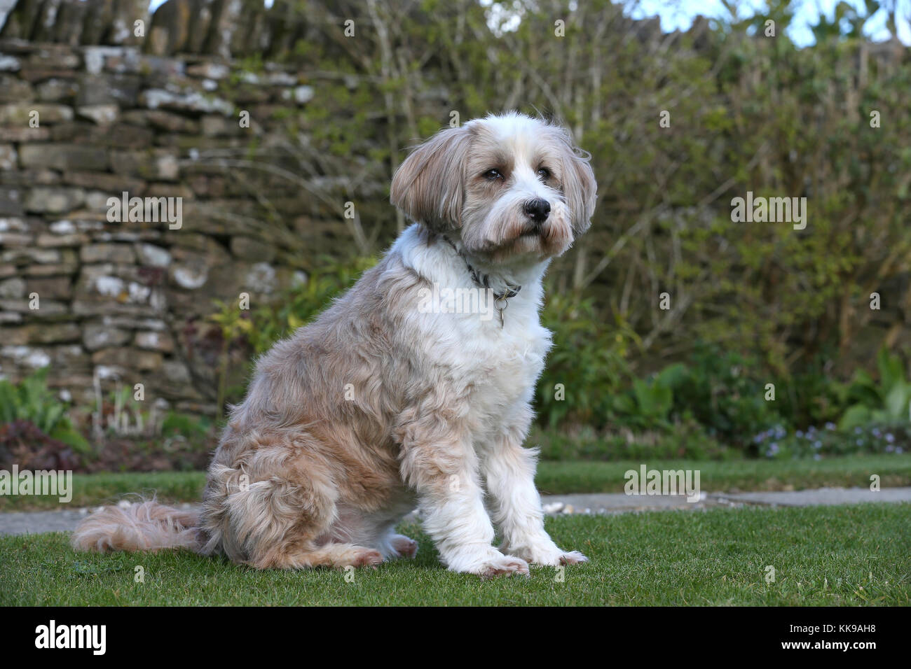 Tibetan Apso High Resolution Stock Photography and Images - Alamy