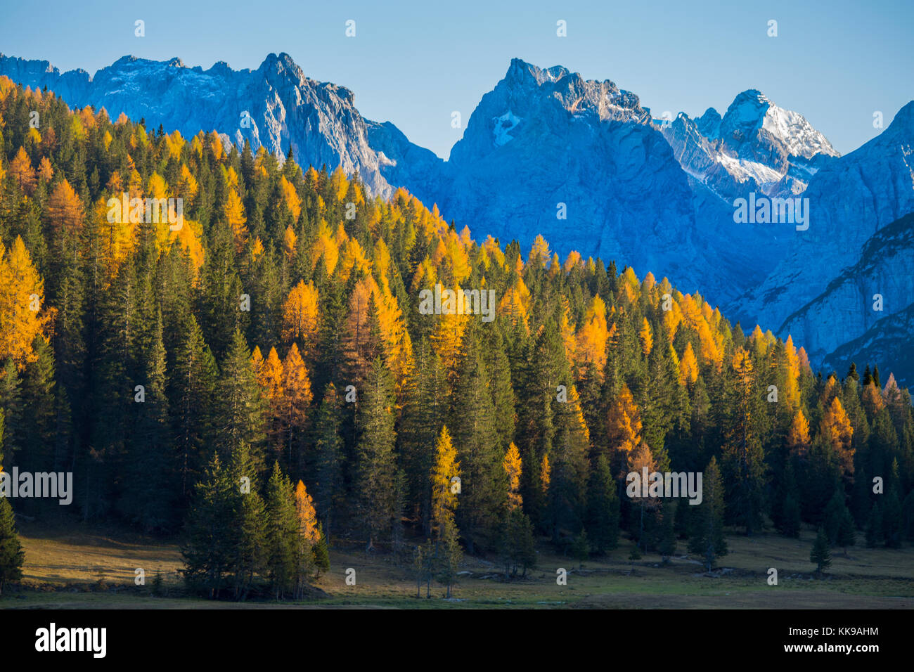 Autumn landscape in Dolomites, Italy. Mountains, fir trees and larches ...