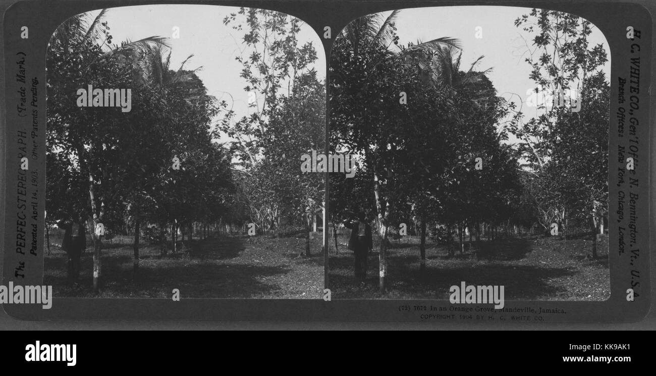In an orange grove, mandeville, Jamaica, 1904. From the New York Public ...