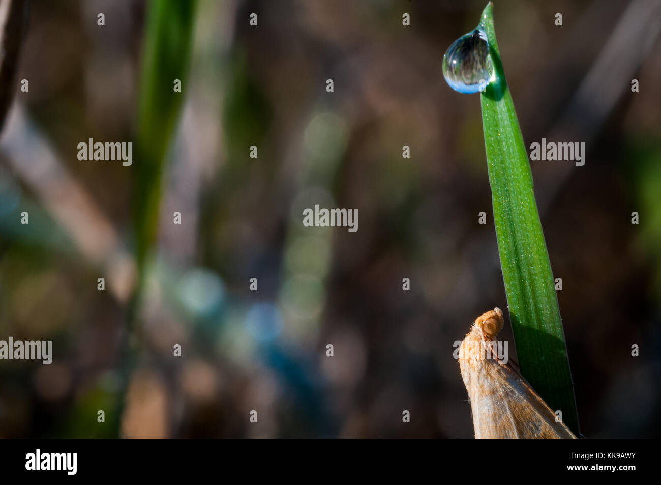 Insect macro light hi-res stock photography and images - Alamy
