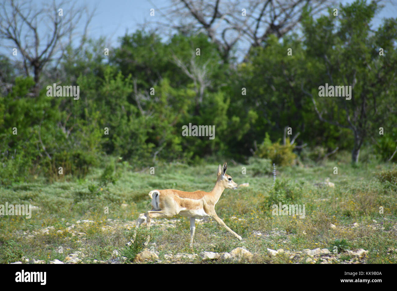 Black Buck Doe Running in the Wild Stock Photo - Alamy