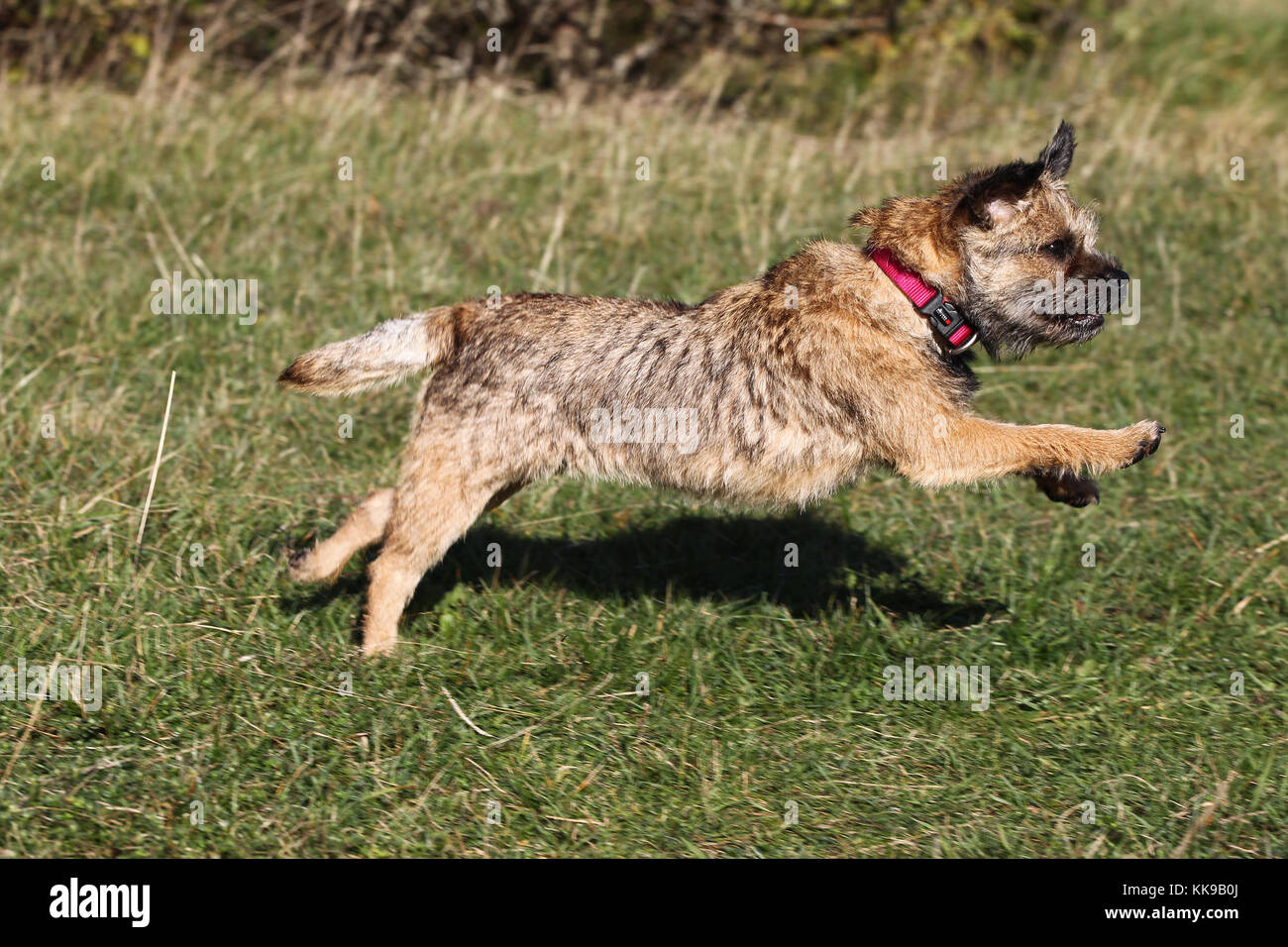 Running border terrier hi-res stock photography and images - Alamy
