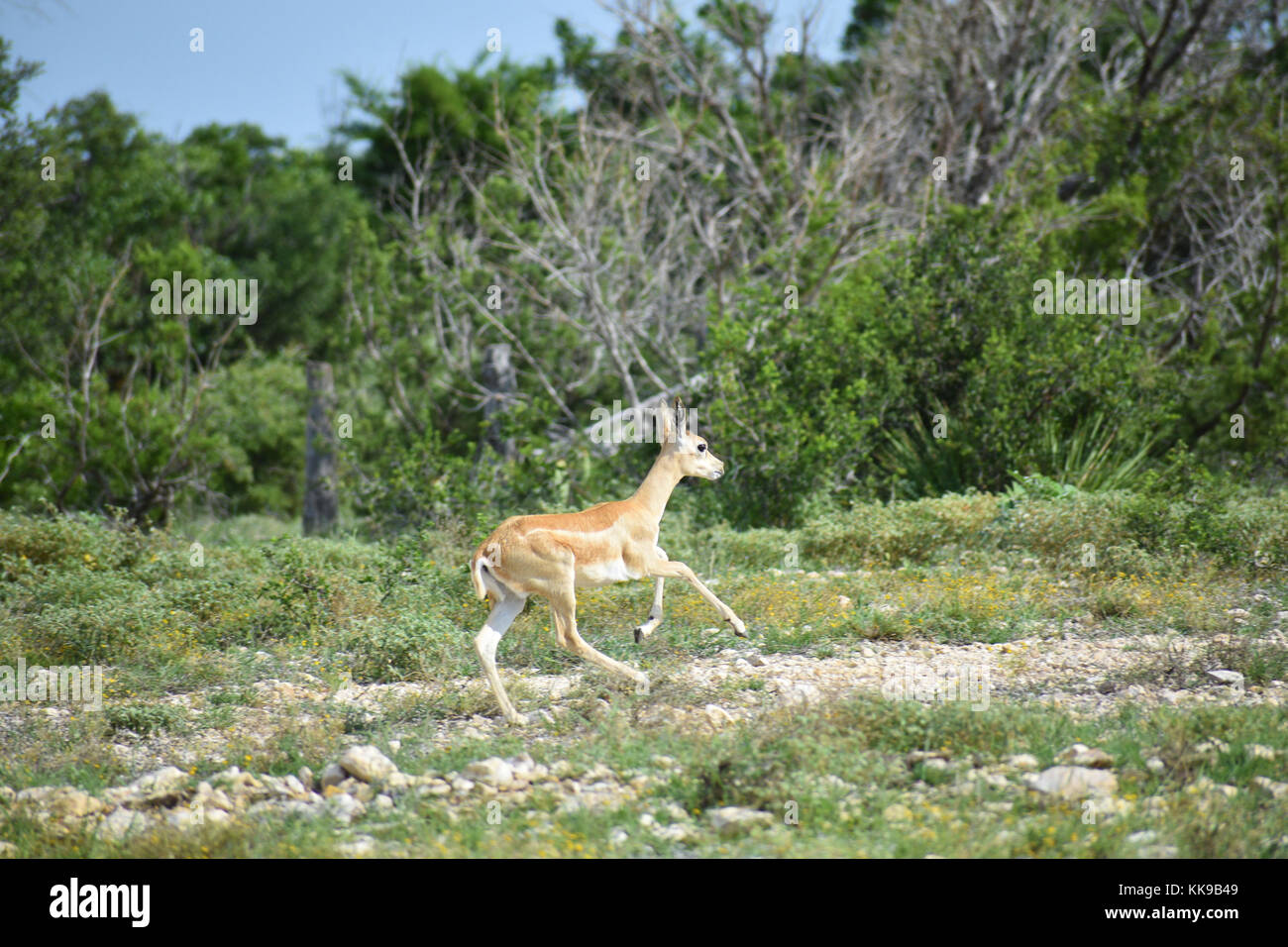 Black Buck Doe Running in the Wild Stock Photo - Alamy