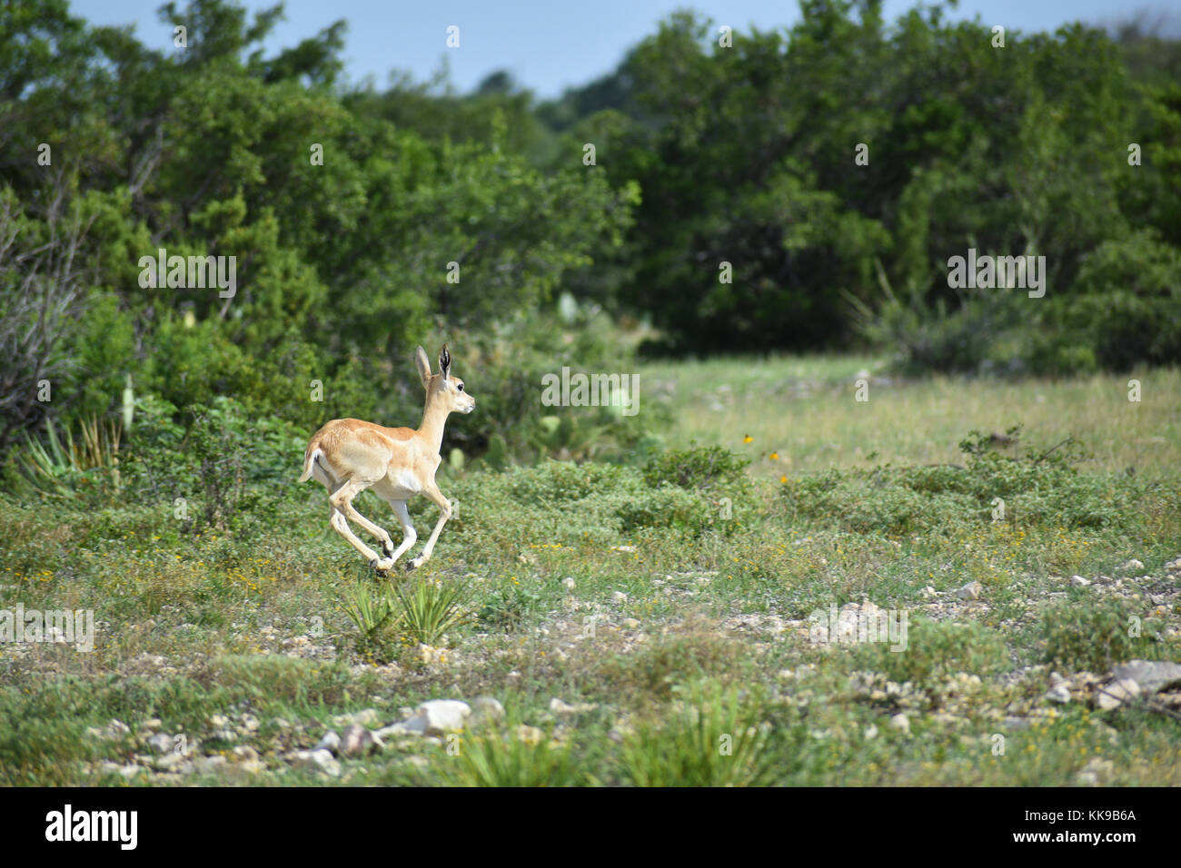 Black Buck Doe Running in the Wild Stock Photo - Alamy