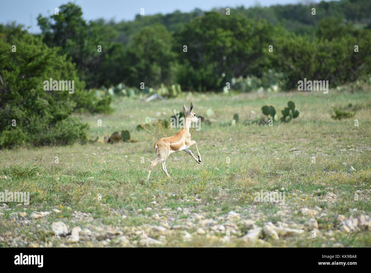 Black Buck Doe Running in the Wild Stock Photo - Alamy