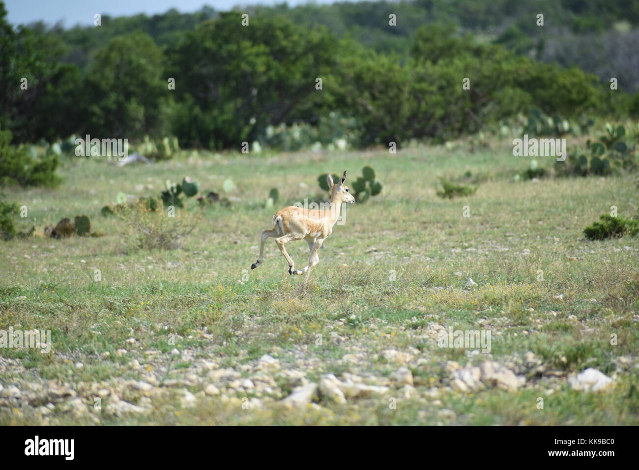 Doe running hi-res stock photography and images - Alamy